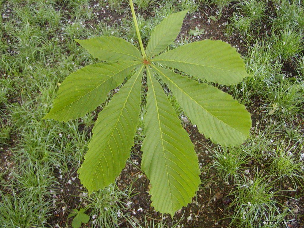 Jírovec maďal - Aesculus hippocastanum, listy líc | Flora-cs.com