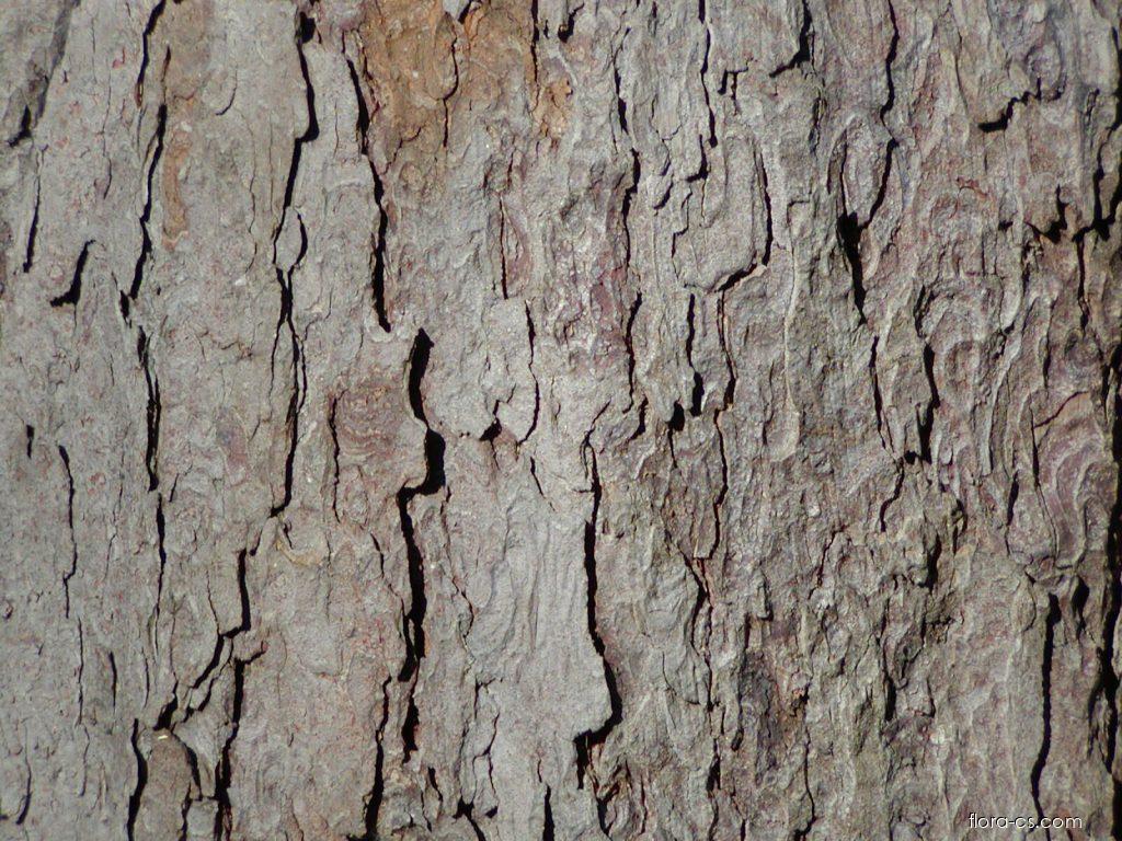 Jírovec maďal - Aesculus hippocastanum, kůra, borka | Flora-cs.com