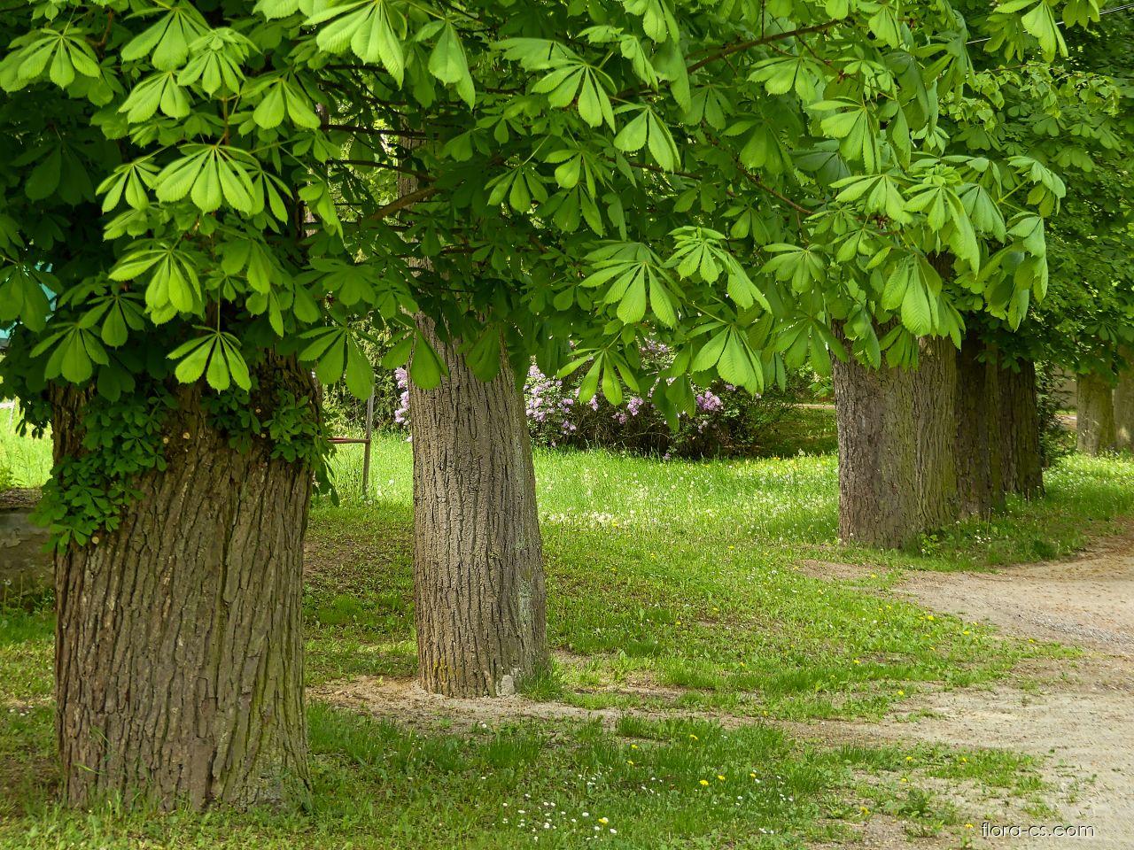 Jírovec maďal - Aesculus hippocastanum, kůra, borka | Flora-cs.com