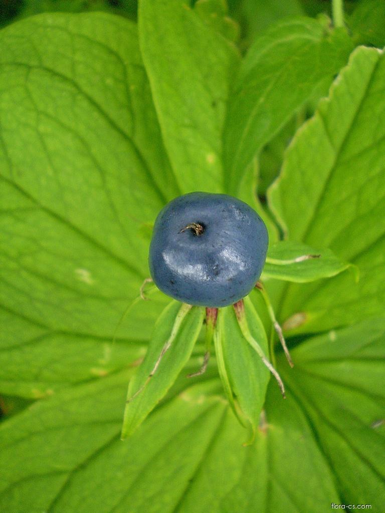 Vraní oko čtyřlisté (Paris quadrifolia) | Flora-cs.com