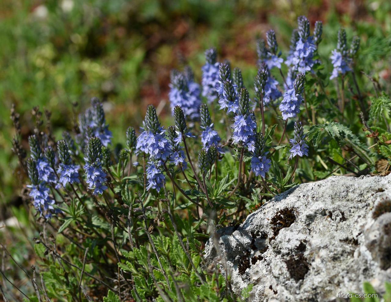 Rozrazil rozprostřený (Veronica prostrata), květy, květenství | Flora ...